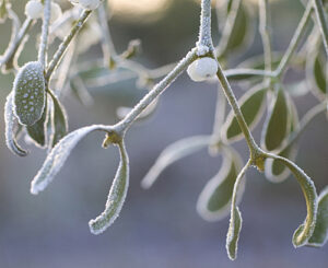 LANGAGE ET SYMBOLIQUE DU GUI - NewsJardinTV